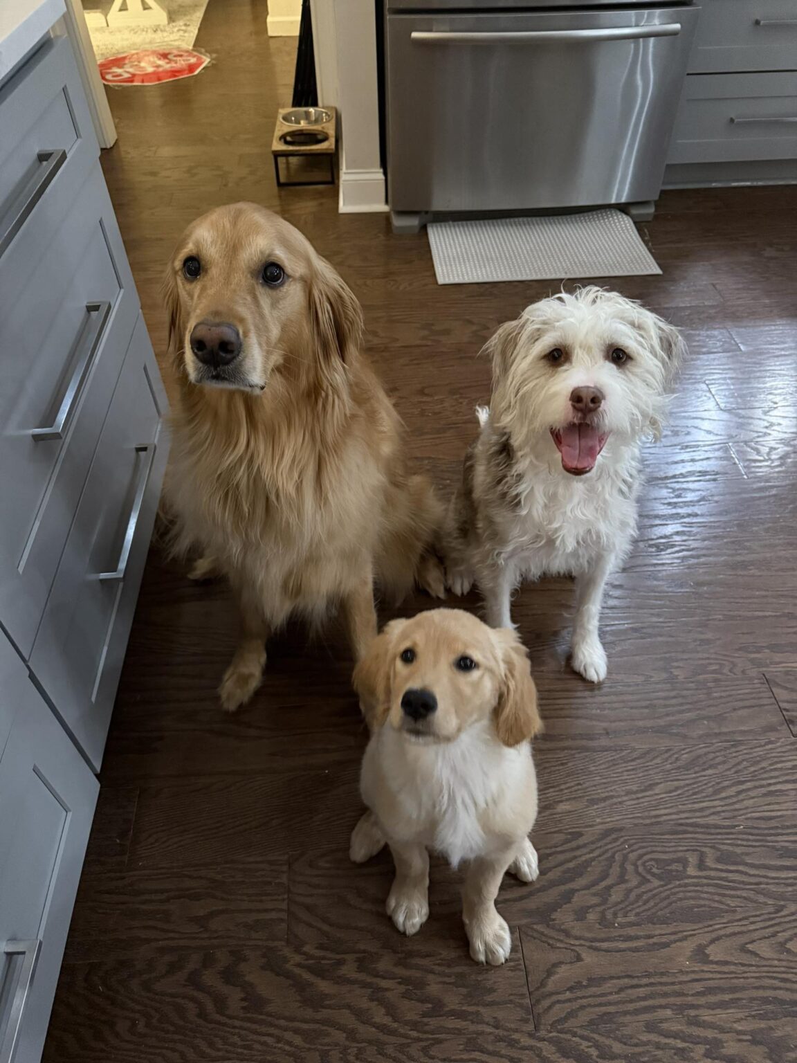 What Happened to Teddy? – Weekly Daily